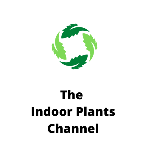 The Indoor Plants Channel - The Definitive Guide For Indoor Plants!