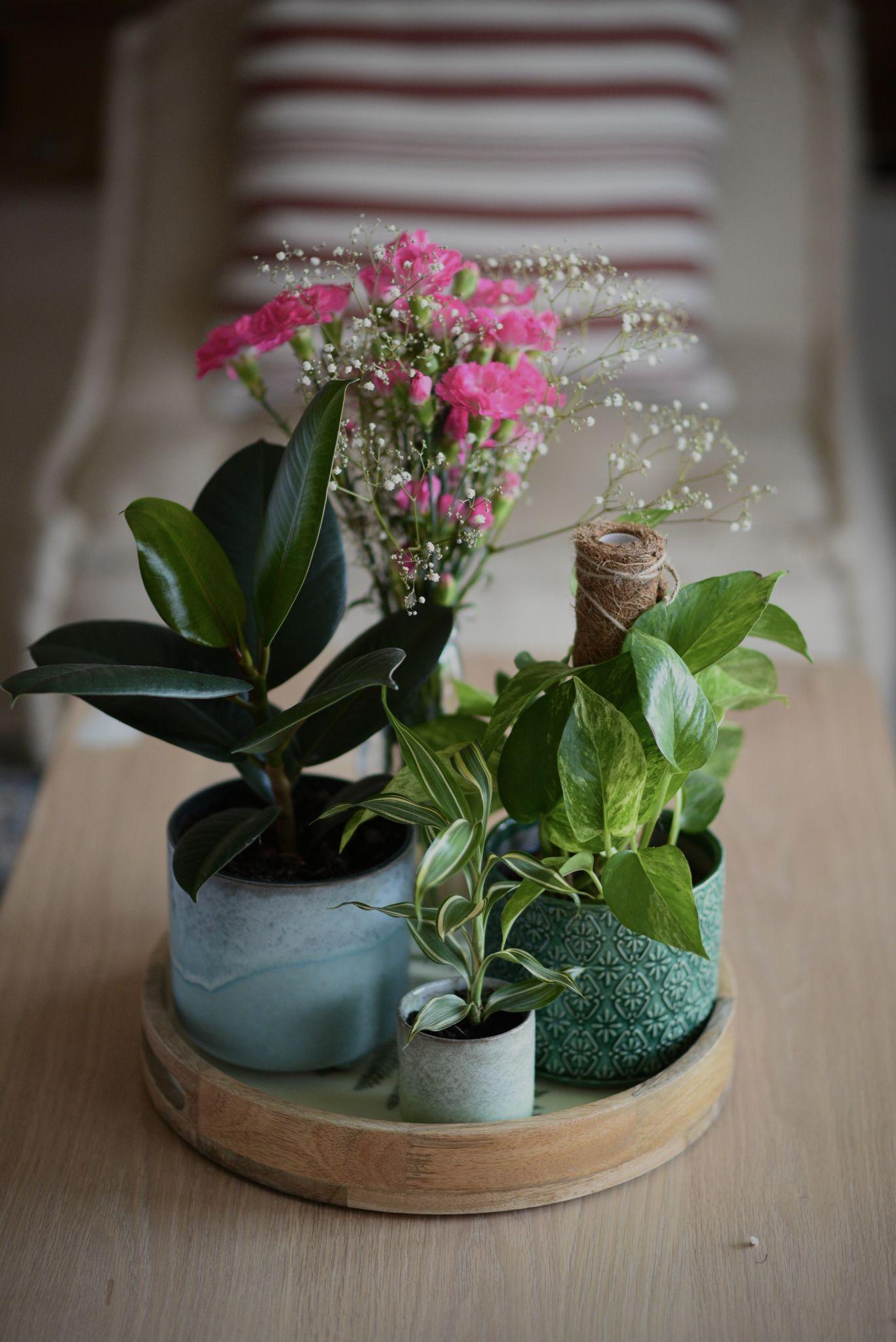 Understanding Light Rubber Plants Needs for Healthy Growth