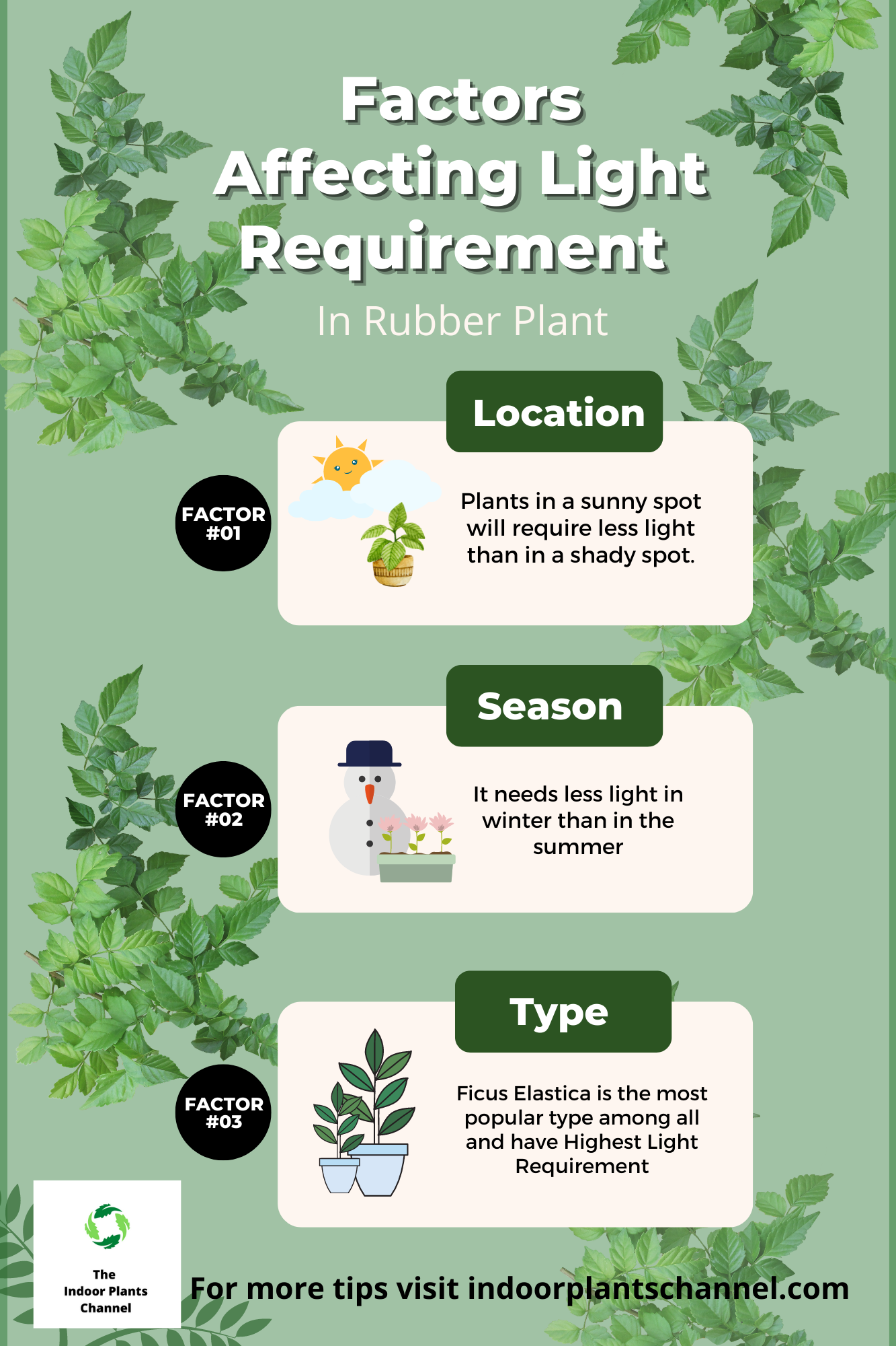Understanding Light Rubber Plants Needs for Healthy Growth