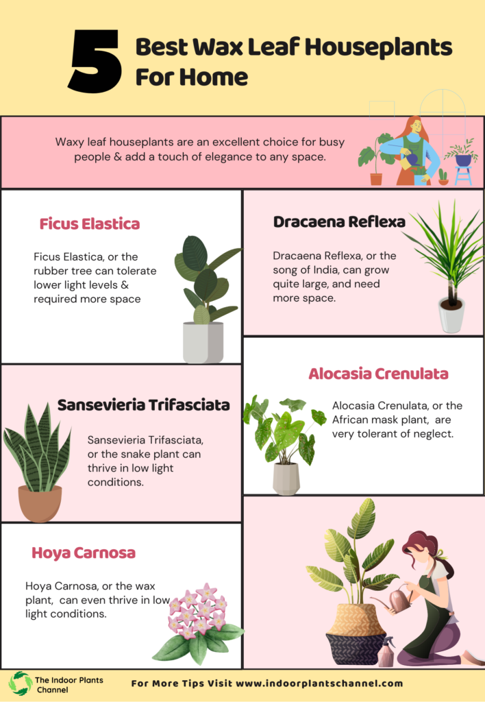 Top 5 Waxy Leaf Houseplants: The Experts Picks