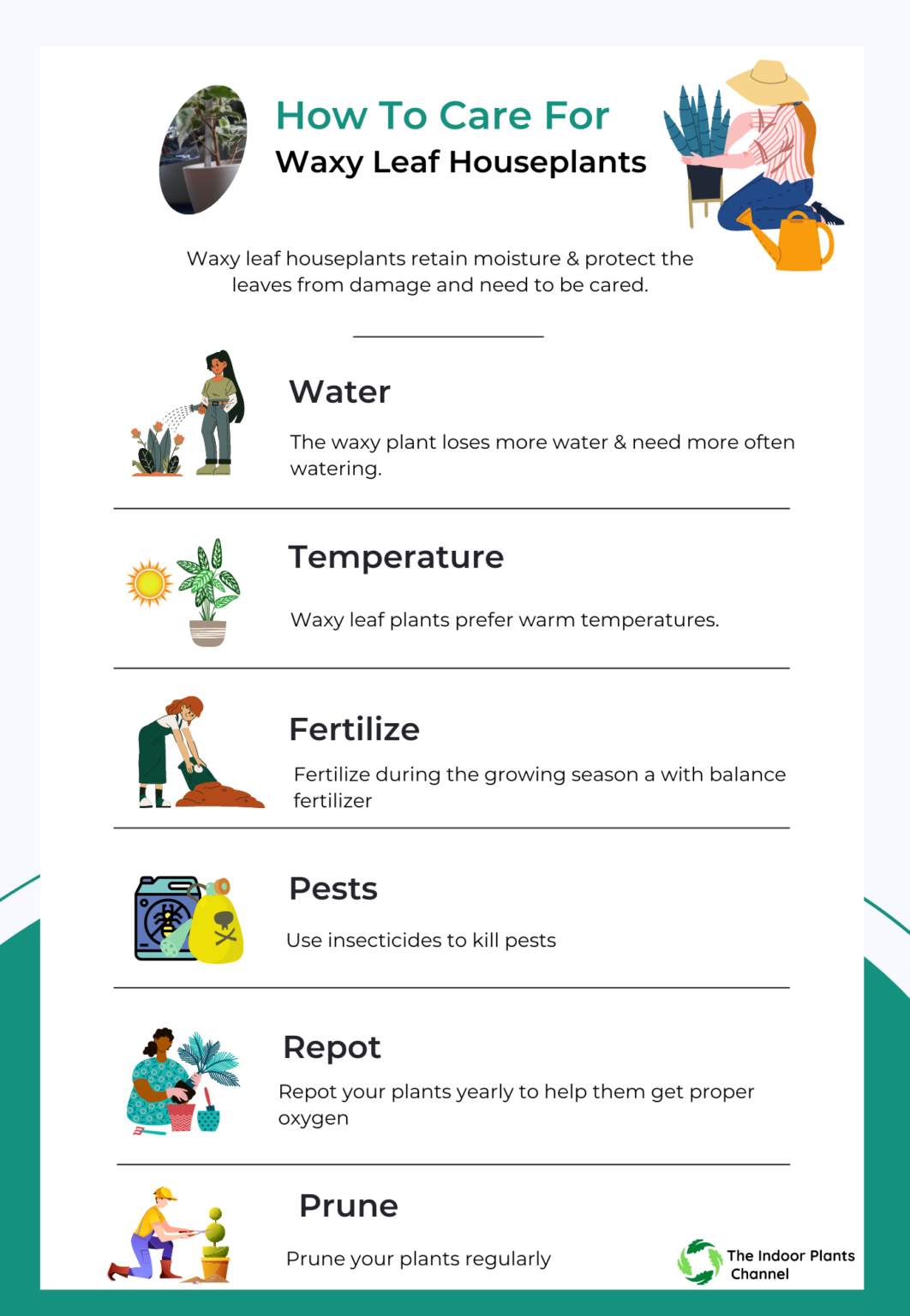 How To Care For Waxy Leaf Houseplants