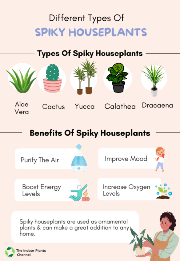 Top 5 Stunning Spiky Houseplants to Energize Your Home