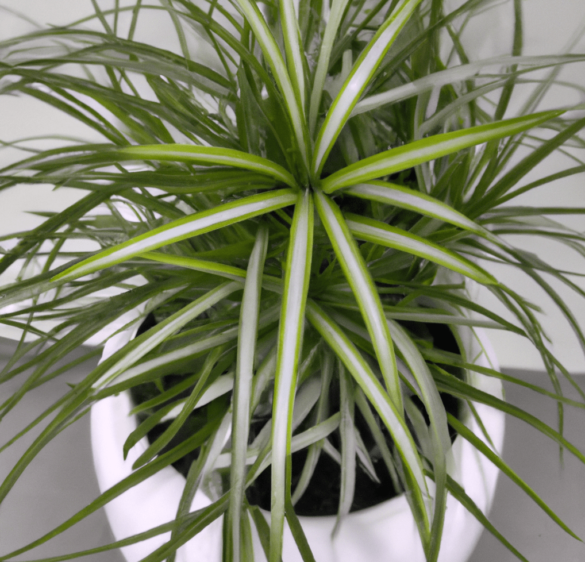 How To Care For A Spiky Houseplant