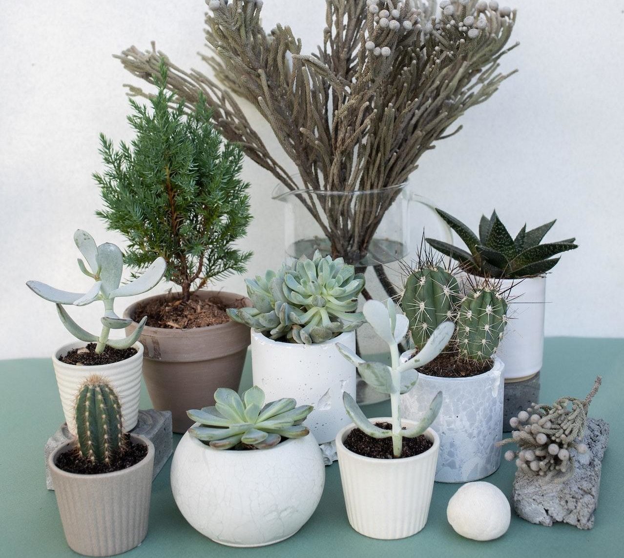 Top Slow Growing Plants for Every Home and Garden