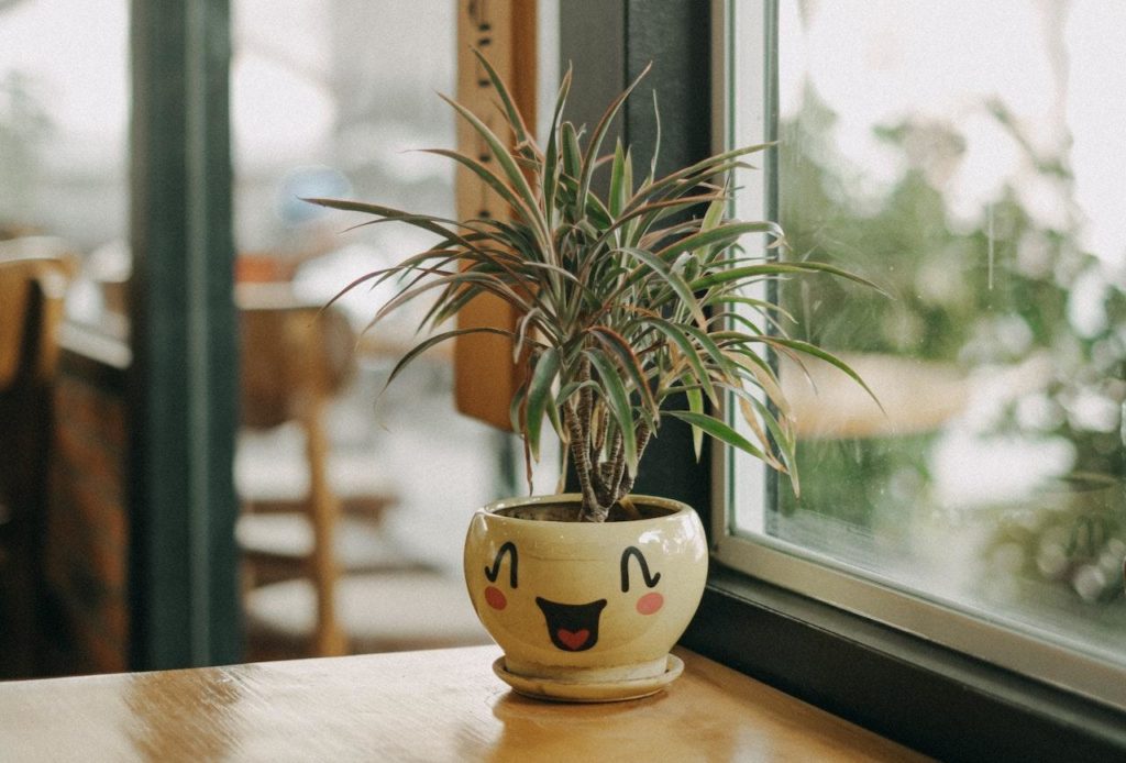 Top 5 Spiky Houseplants: The Experts Picks
