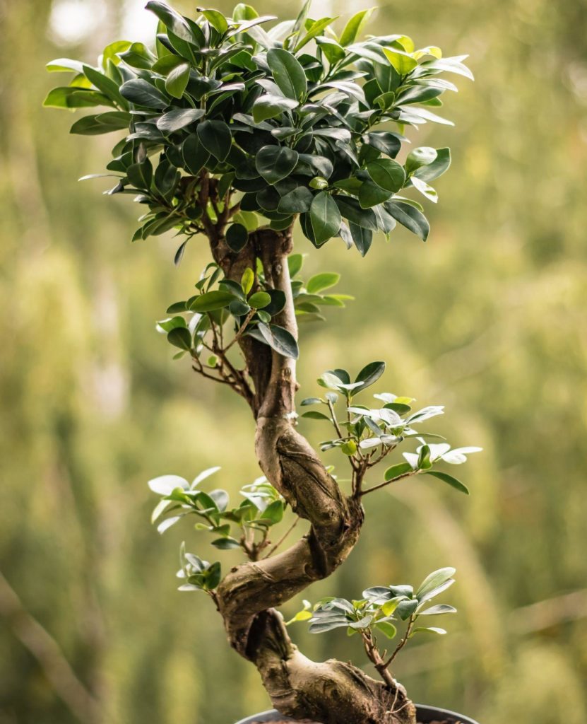 7 Tips For Planting Slow Growing Plants In Your Landscape