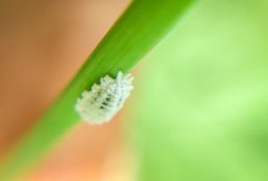 How To Identify And Get Rid Of Tiny Bugs In Houseplant Soil