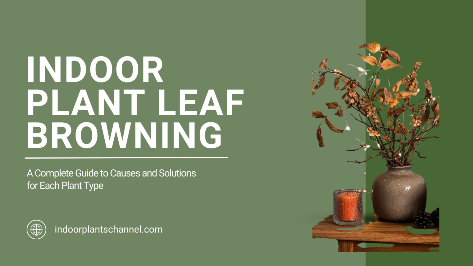 Plant Problem Solutions - The Indoor Plants Channel
