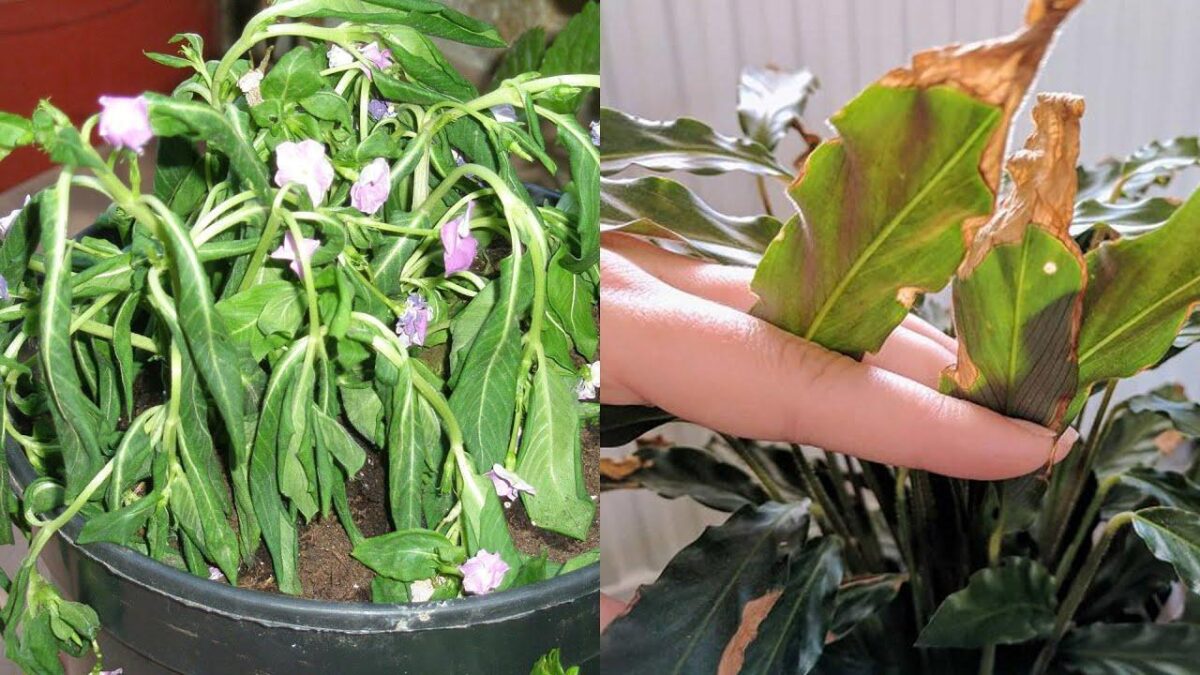 How to Fix an Overwatered Indoor Plant: A Complete Guide