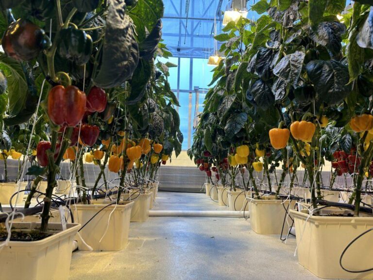 How to Grow Peppers Indoors: A Simple Guide