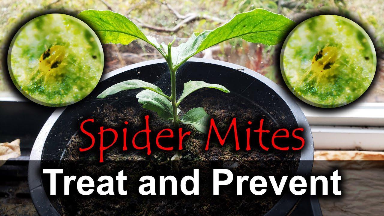 Spider Mites Invasion? Fight Back & Save Your Plants!